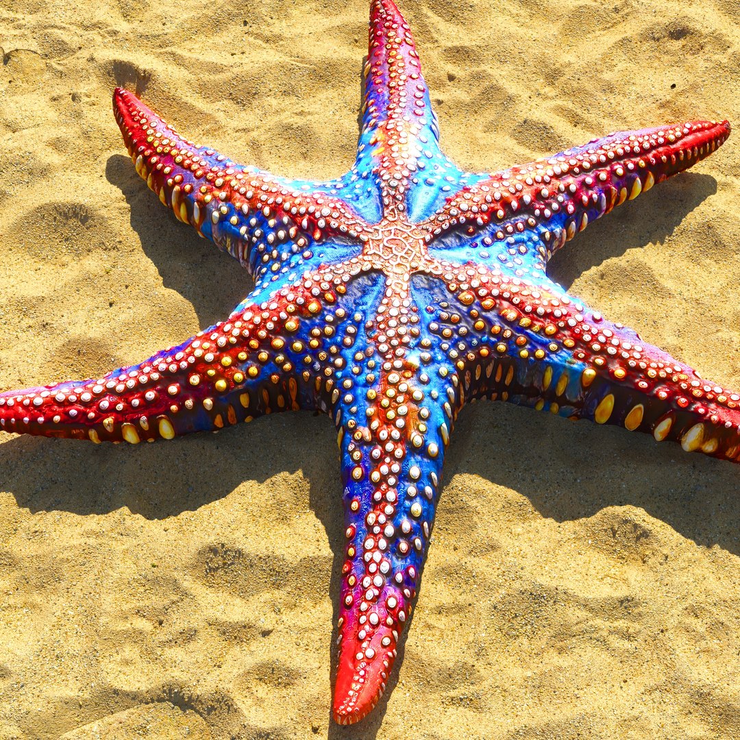 Starfish Pack 3D - TurboSquid 2181365
