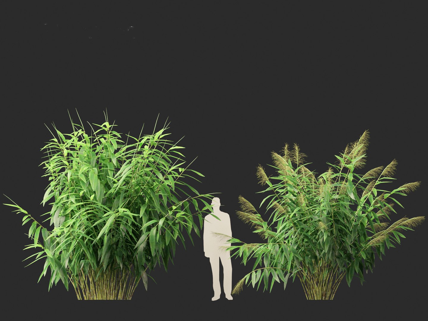 Thysanolaena Latifolia - Tiger Grass 3D Model - TurboSquid 2132631