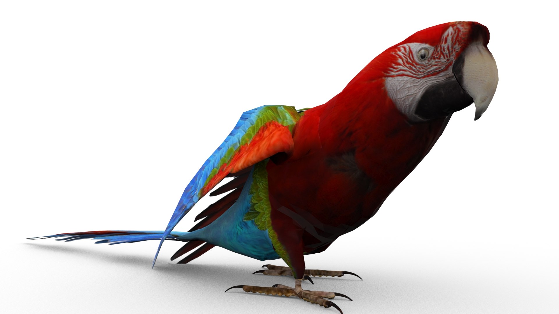 3d Model Parrot Animations