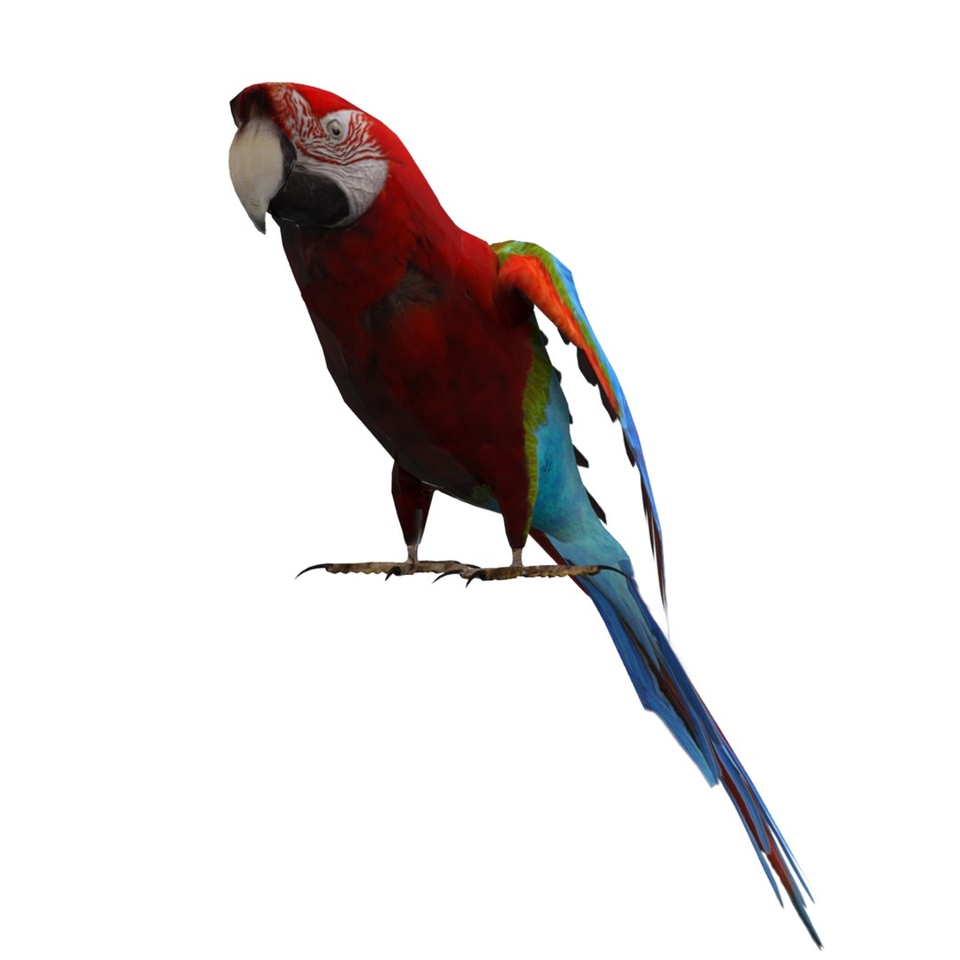 3d Model Parrot Animations