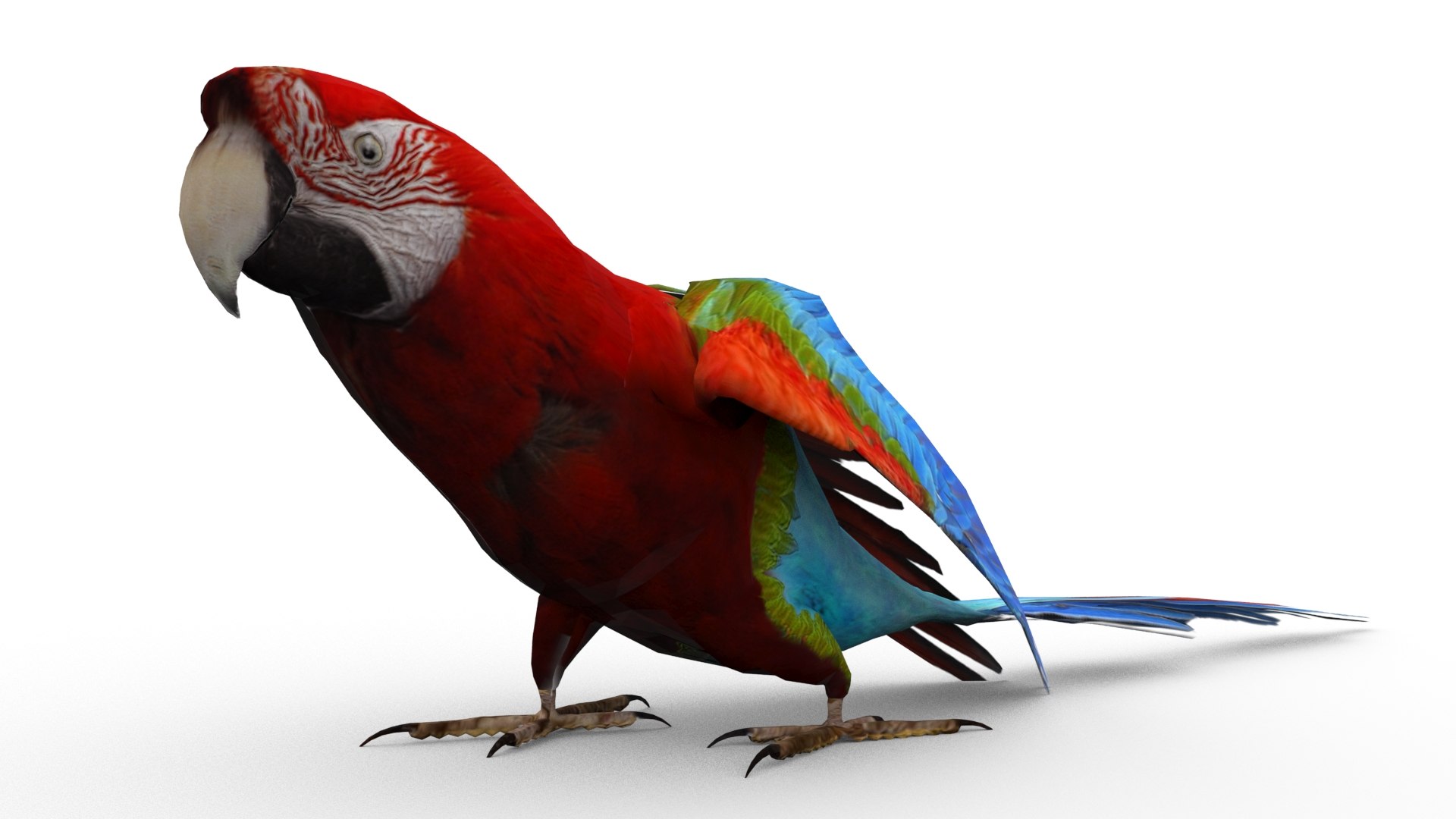 3d Model Parrot Animations