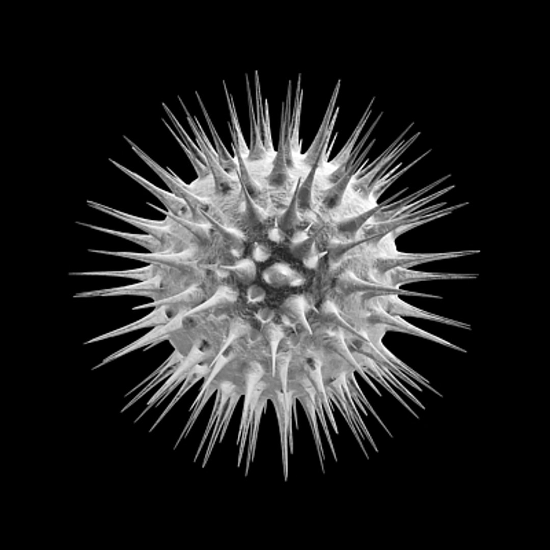 Simple 8 Micro Cells Max