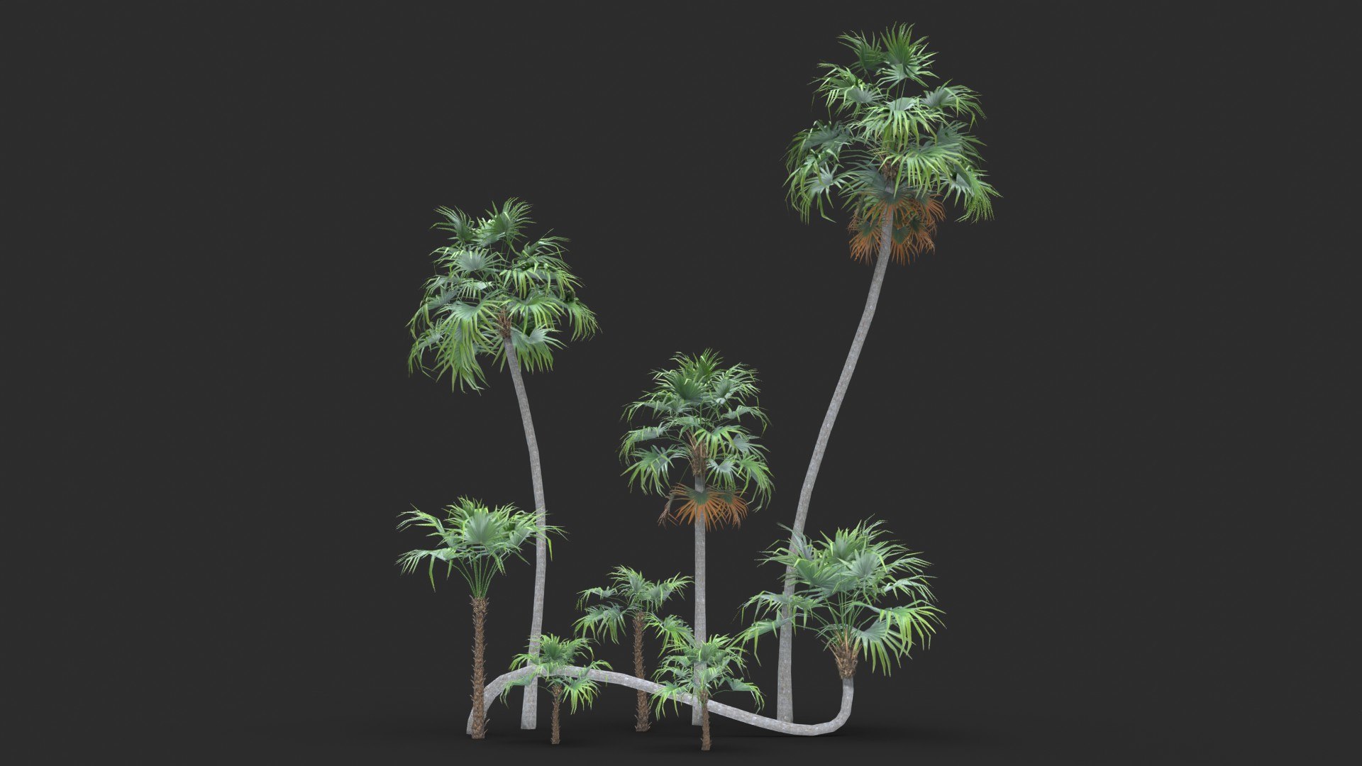 Modular Green Thatch Palm Tree - Thrinax Radiata 3D - TurboSquid 2163862