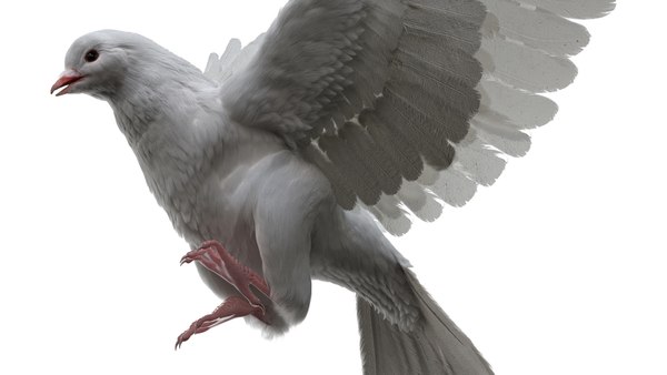 Rigging dove fur anatomy 3D - TurboSquid 1522069