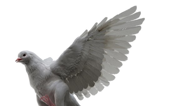 Rigging dove fur anatomy 3D - TurboSquid 1522069