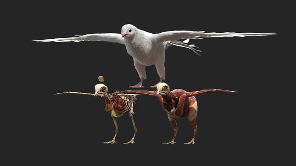 Rigging dove fur anatomy 3D - TurboSquid 1522069