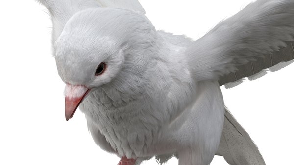 Rigging dove fur anatomy 3D - TurboSquid 1522069