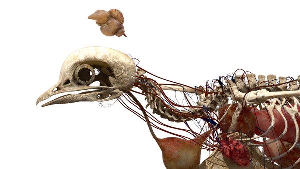 Rigging dove fur anatomy 3D - TurboSquid 1522069