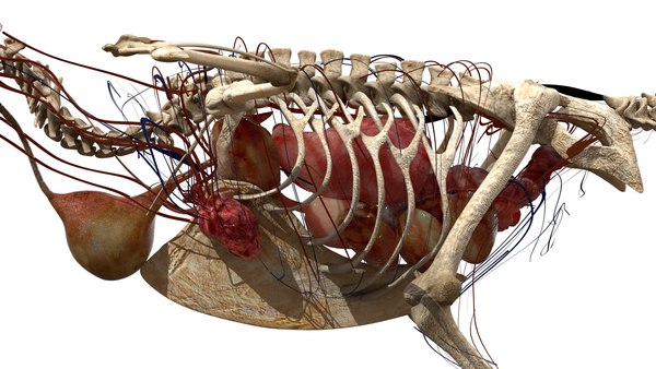 Rigging dove fur anatomy 3D - TurboSquid 1522069