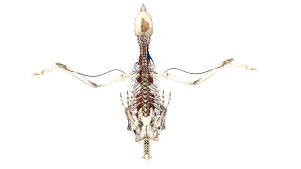 Rigging dove fur anatomy 3D - TurboSquid 1522069