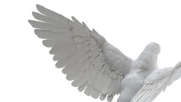 Rigging dove fur anatomy 3D - TurboSquid 1522069