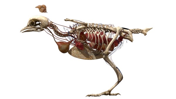 Rigging dove fur anatomy 3D - TurboSquid 1522069