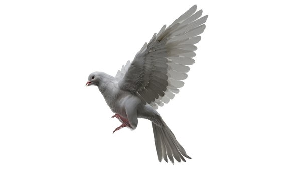 Rigging dove fur anatomy 3D - TurboSquid 1522069
