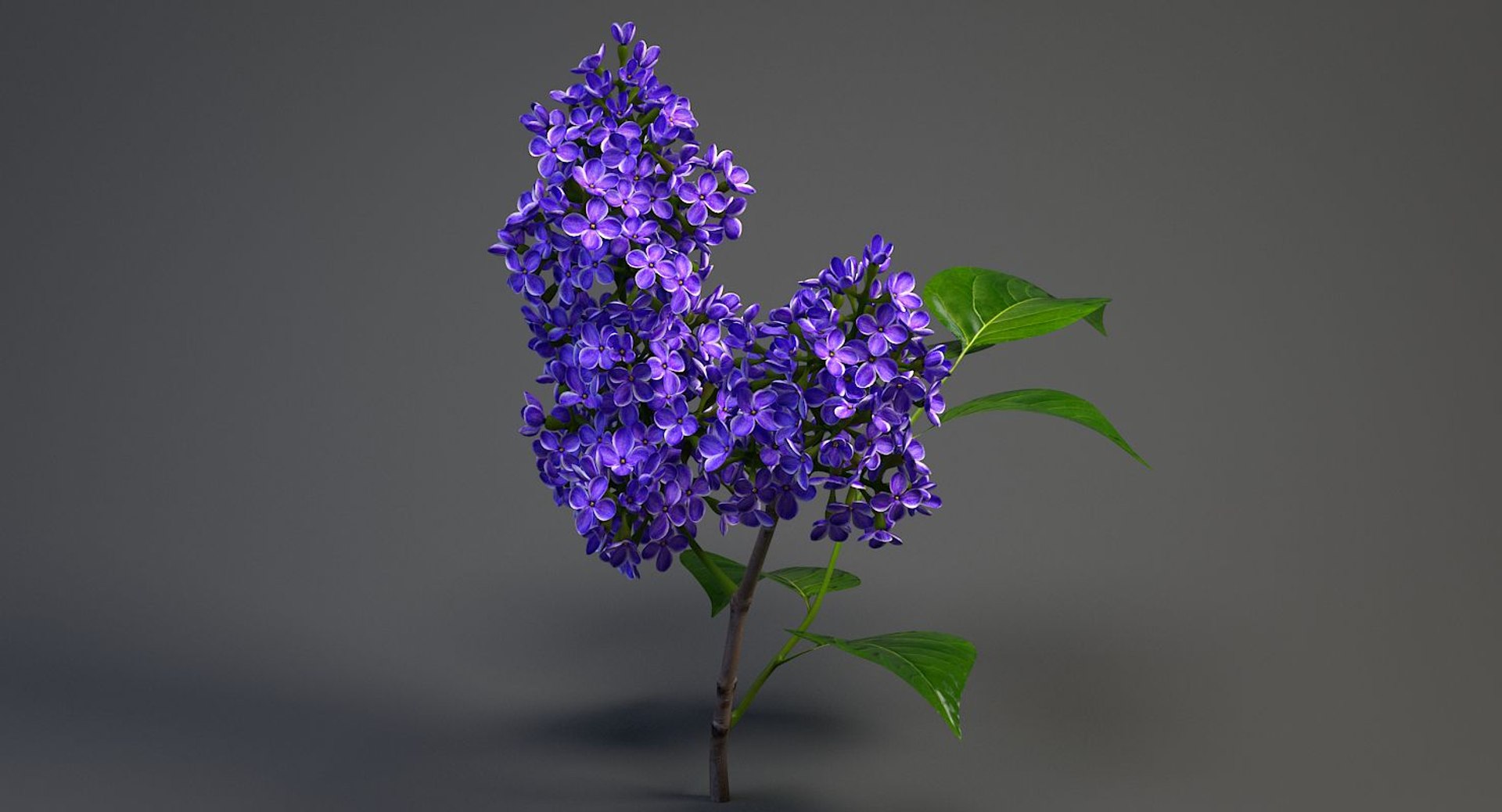Realistic Lilac Branch 3D Model - TurboSquid 1248761