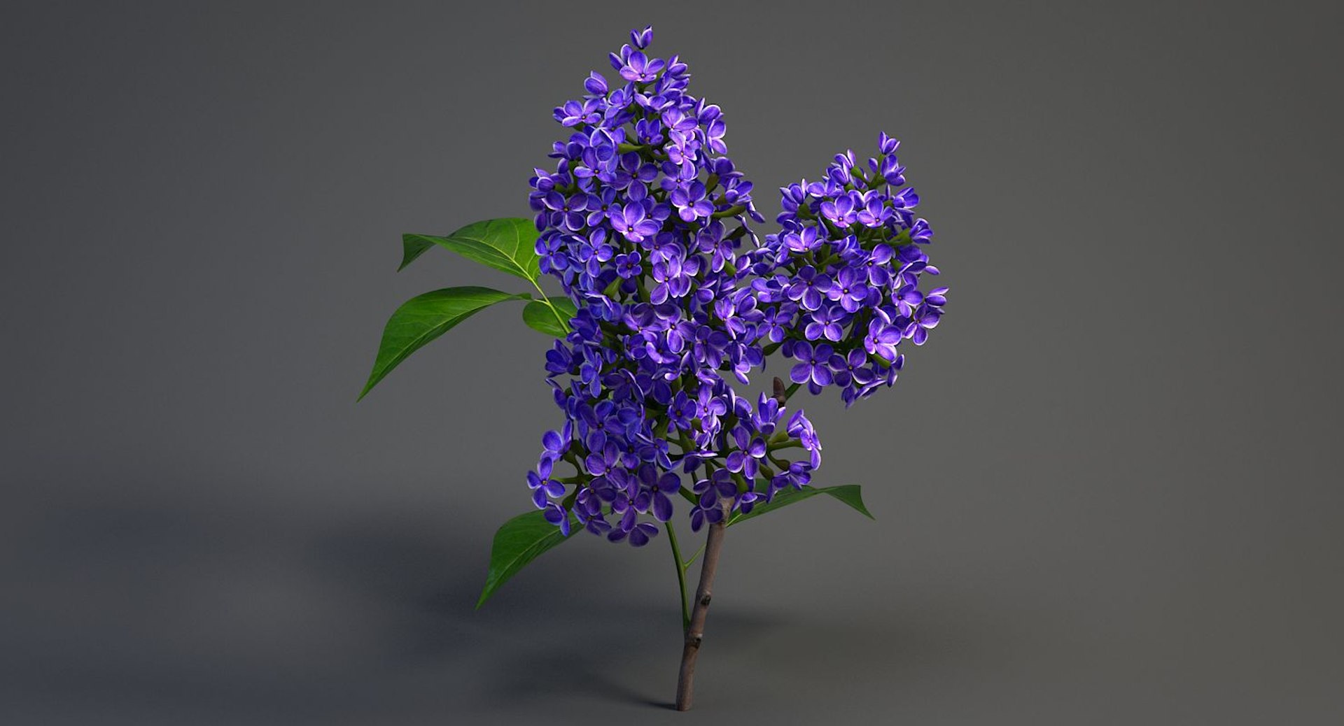 Realistic Lilac Branch 3D Model - TurboSquid 1248761