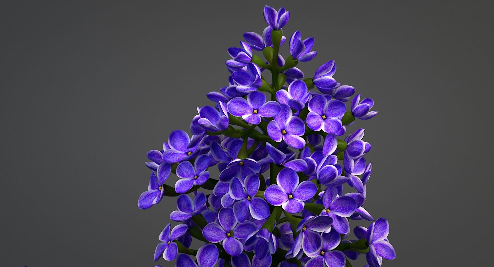 Realistic Lilac Branch 3D Model - TurboSquid 1248761