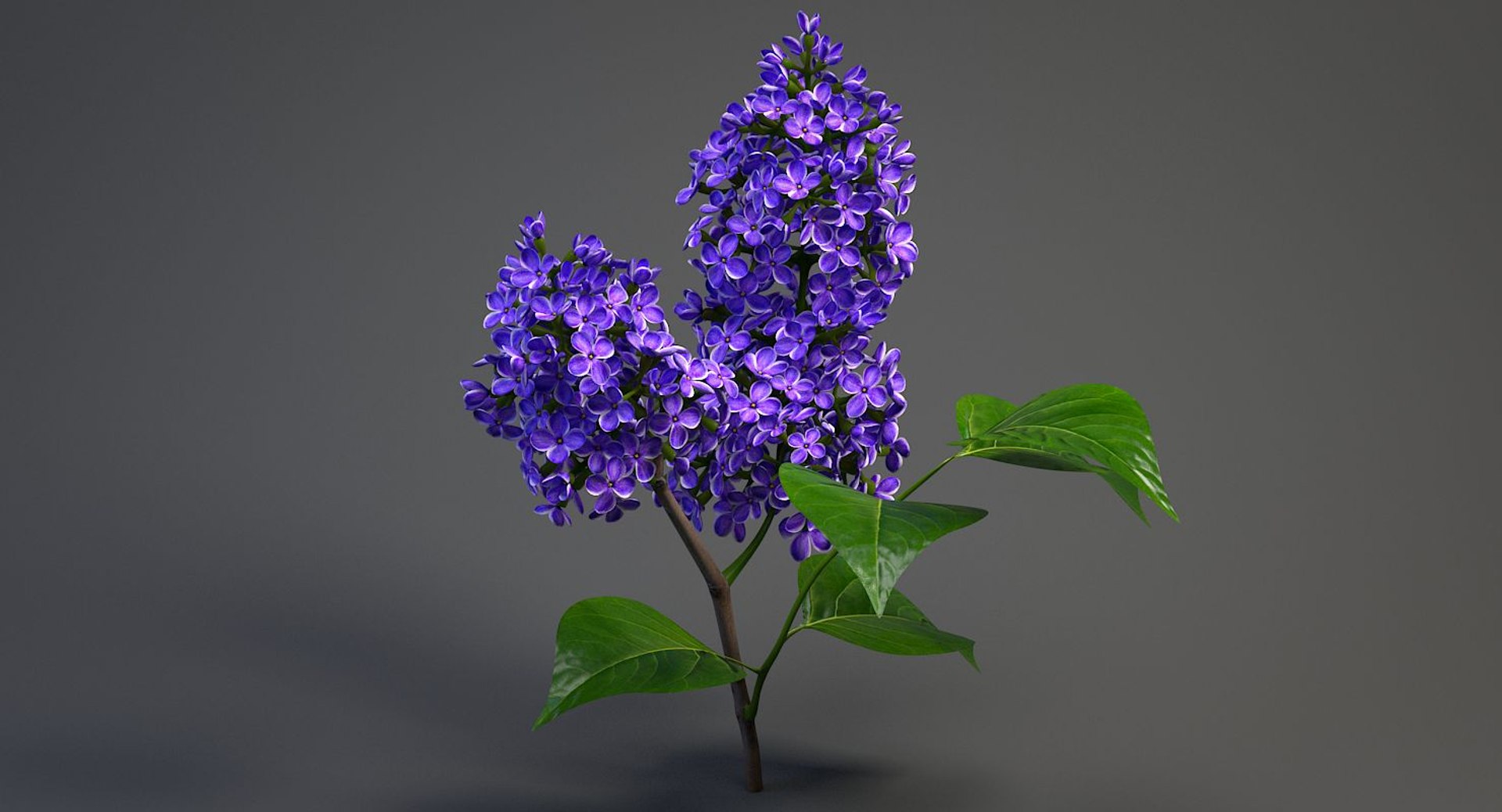 Realistic Lilac Branch 3D Model - TurboSquid 1248761