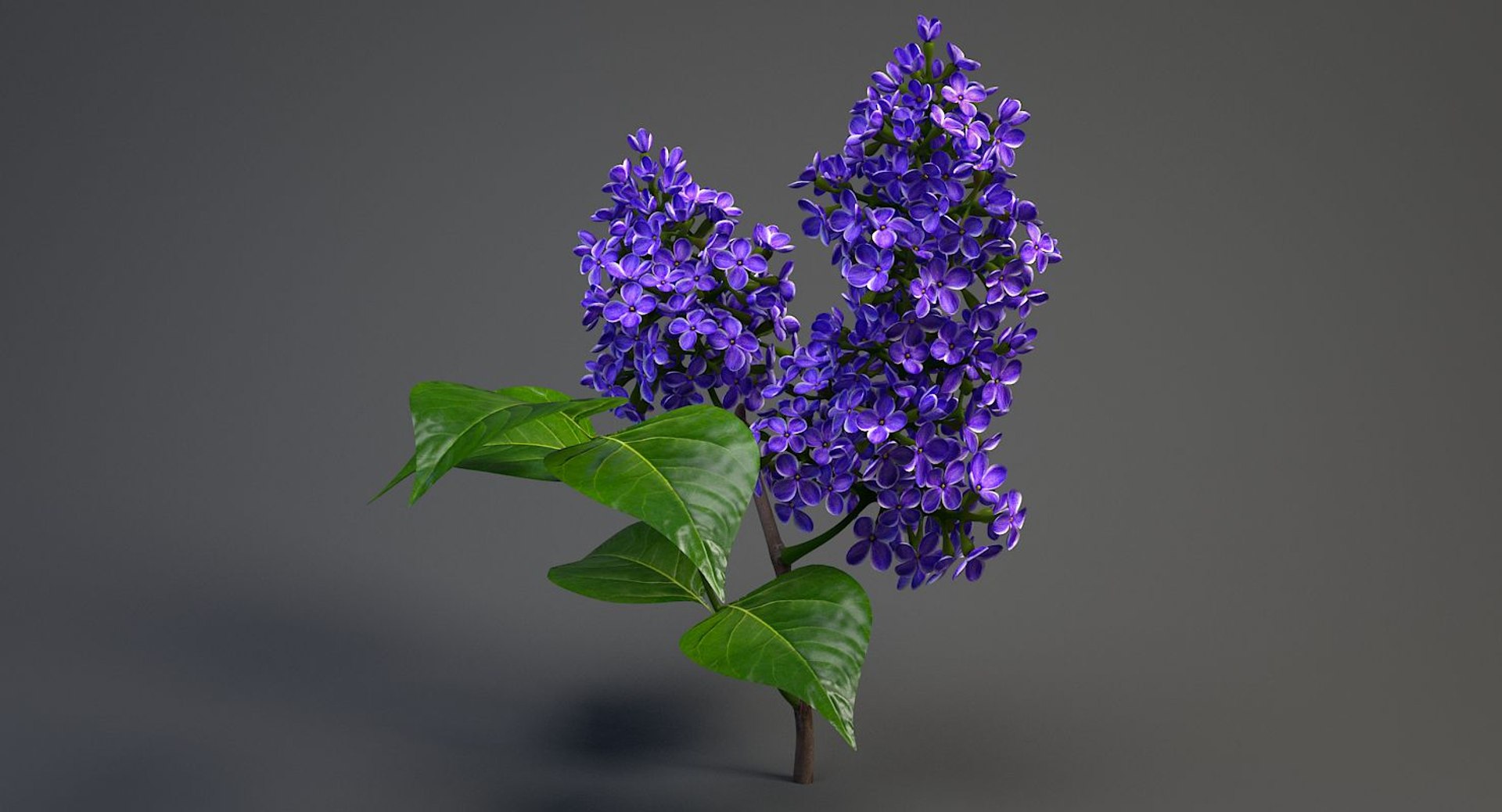 Realistic Lilac Branch 3D Model - TurboSquid 1248761