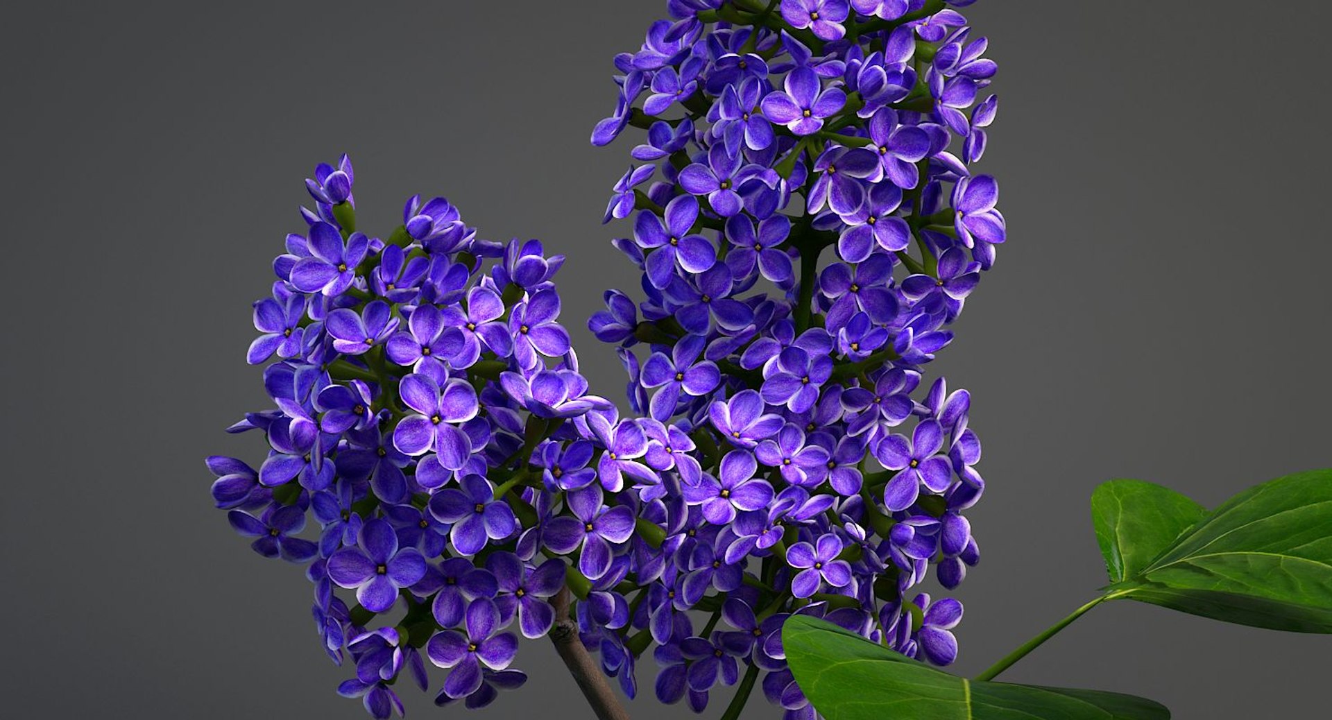 Realistic Lilac Branch 3D Model - TurboSquid 1248761