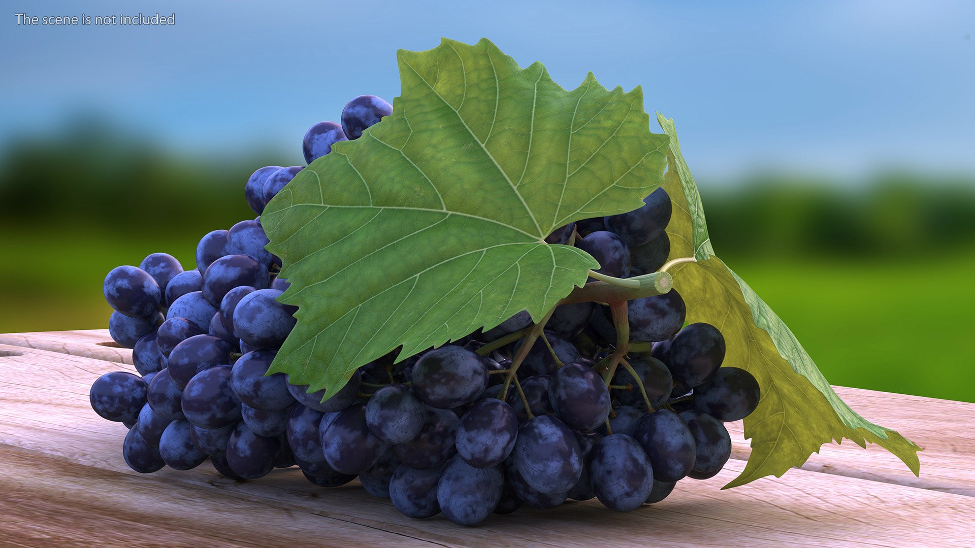 3D Sultana Blue Grape Cluster Lying model - TurboSquid 2179978