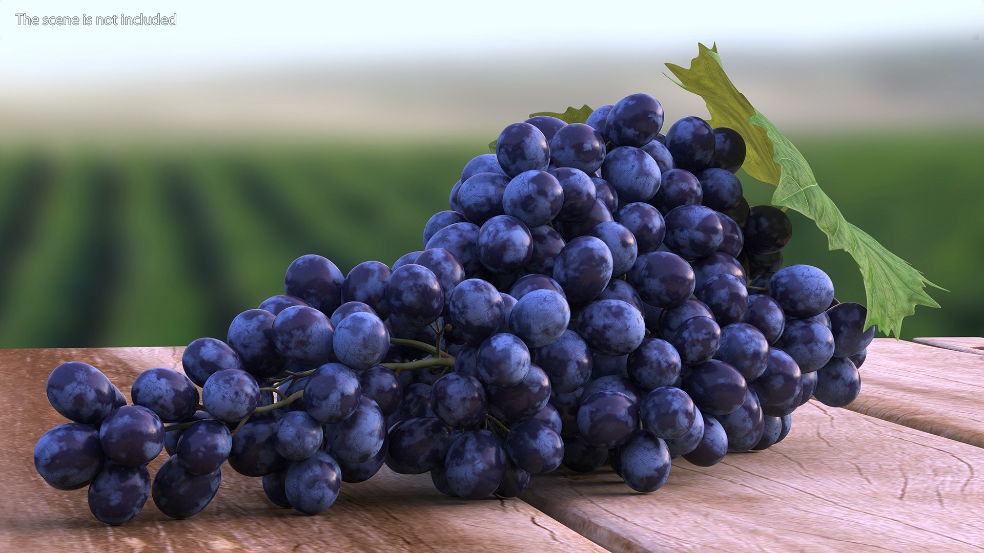 3D Sultana Blue Grape Cluster Lying model - TurboSquid 2179978