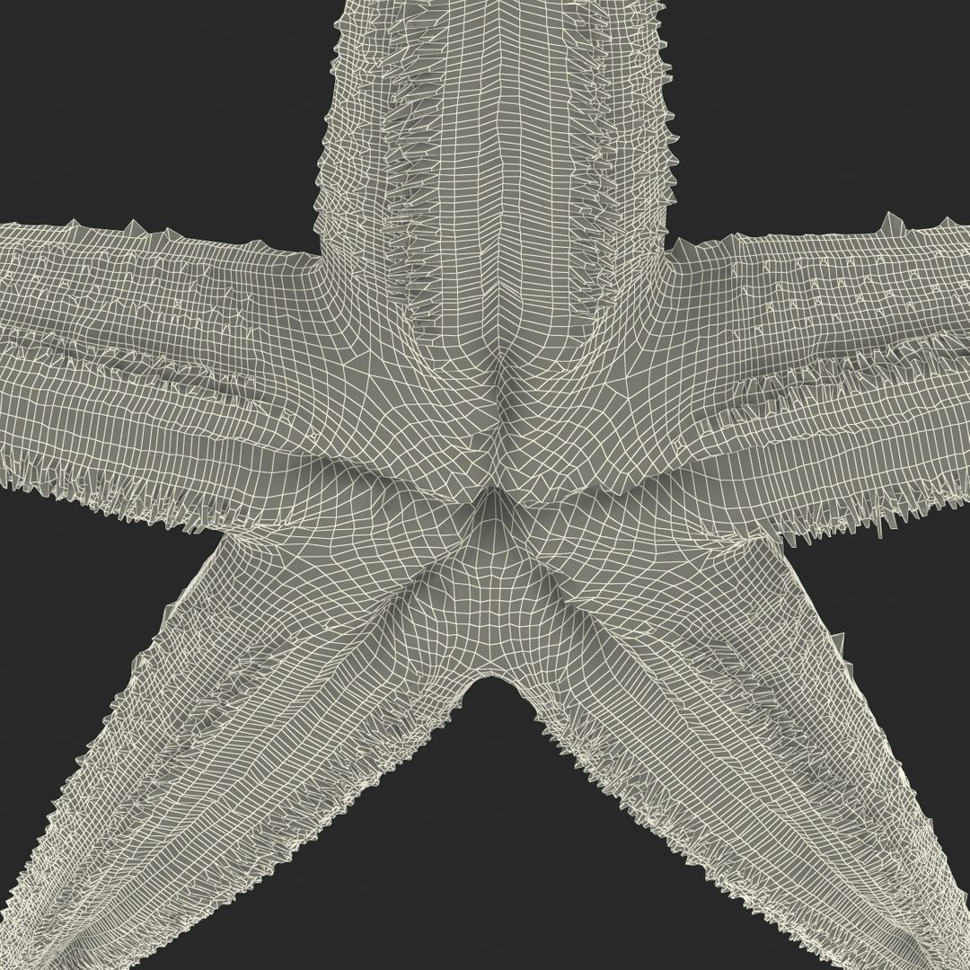 starfish 2 rigged max