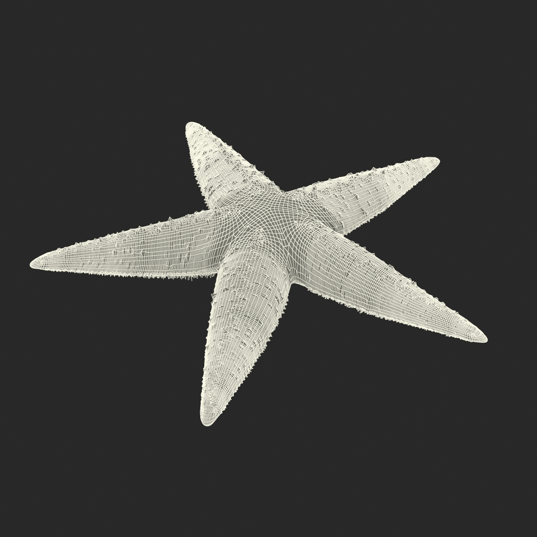 Starfish 2 Rigged Max