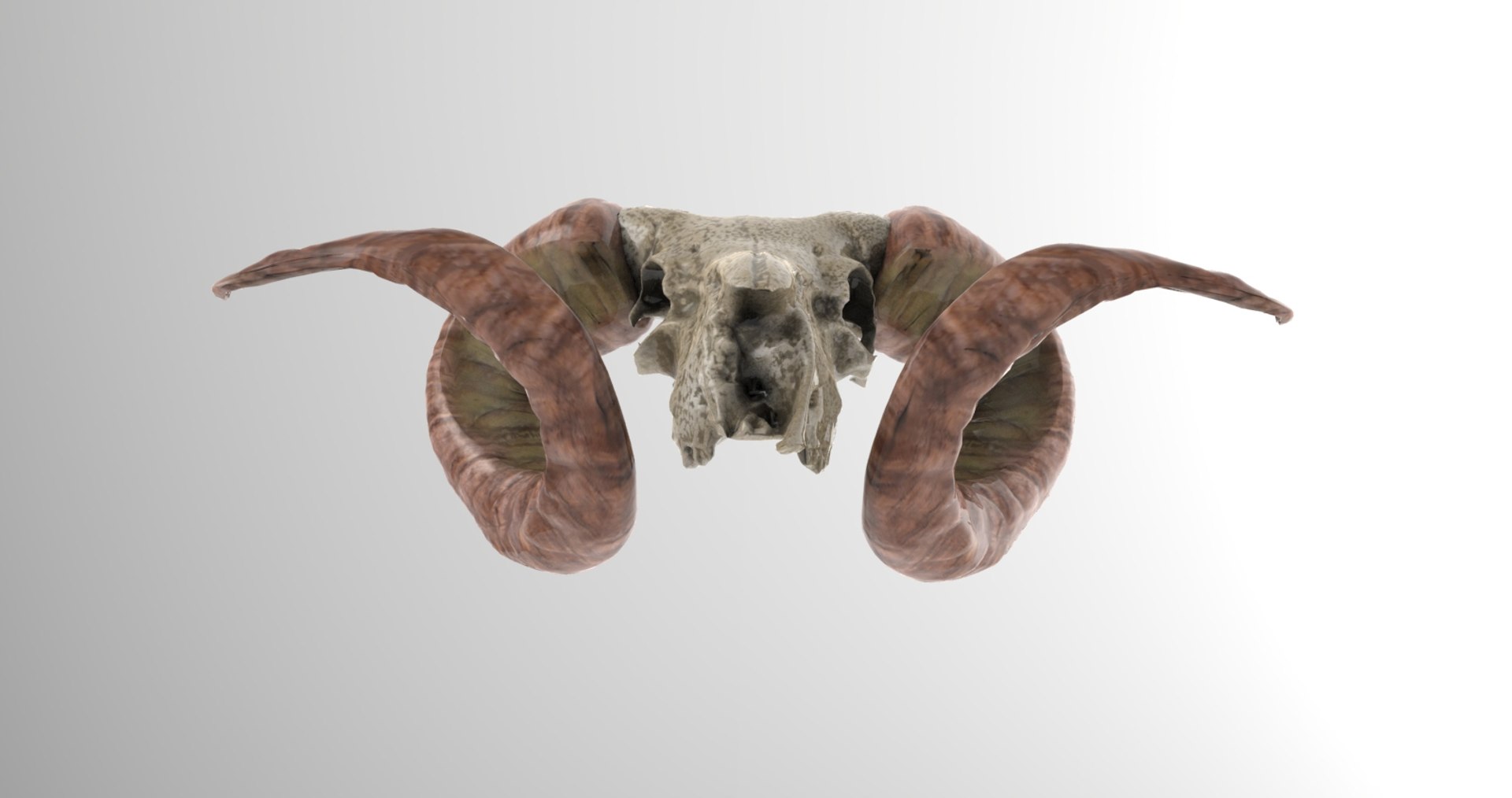Ram Skull 3d Model