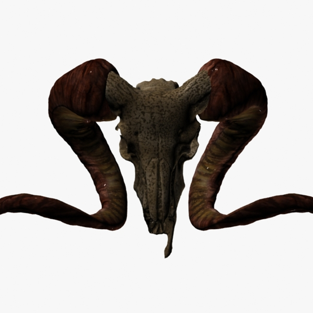 Ram Skull 3d Model