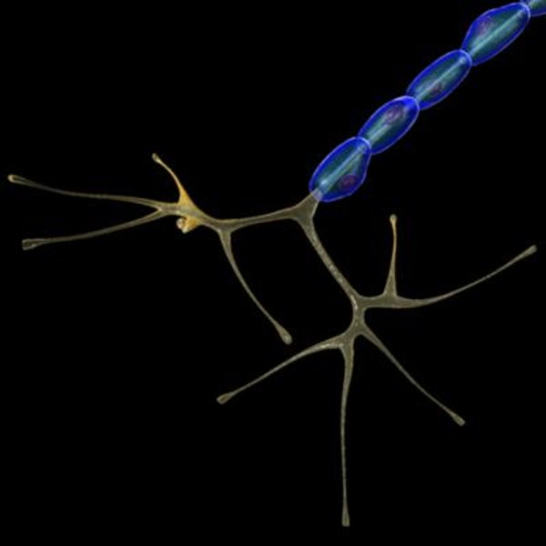 nerve cell neuron 3d obj