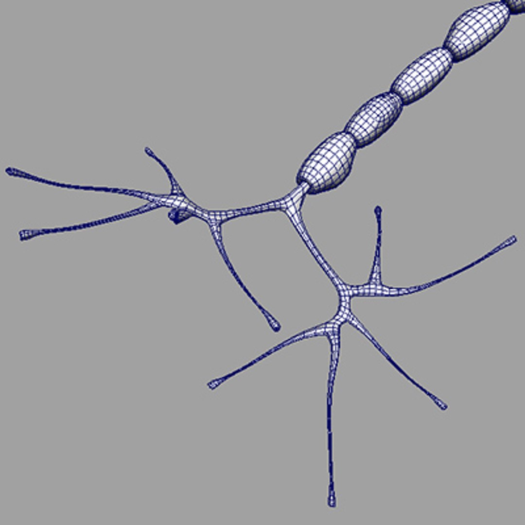 Nerve Cell Neuron 3d Obj