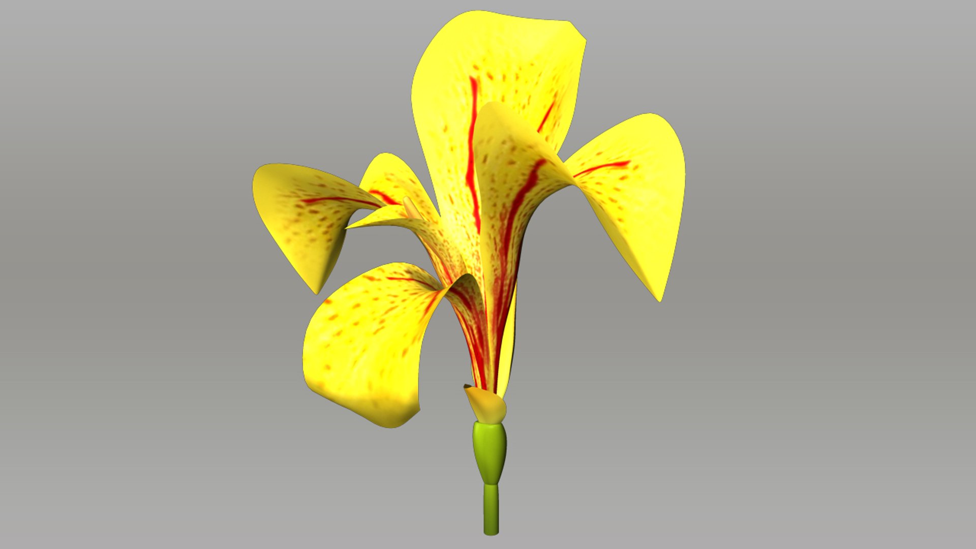 Maya Canna Indica Symmetry Flower