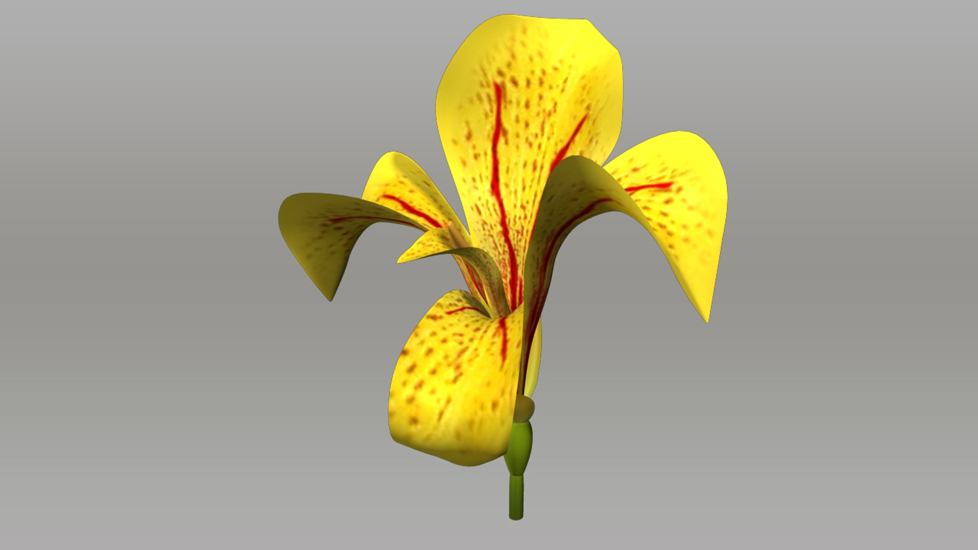 Maya Canna Indica Symmetry Flower