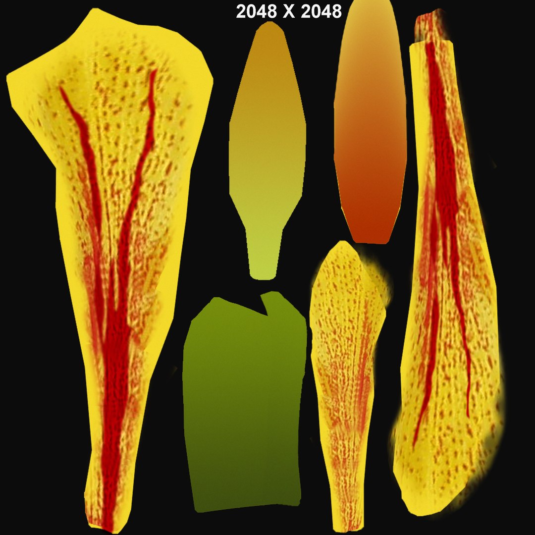 Maya Canna Indica Symmetry Flower