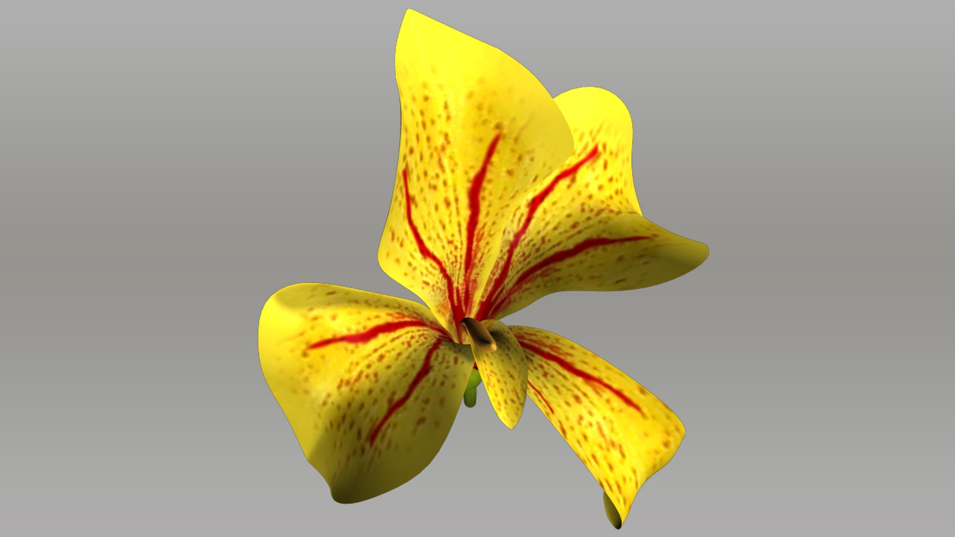 Maya Canna Indica Symmetry Flower