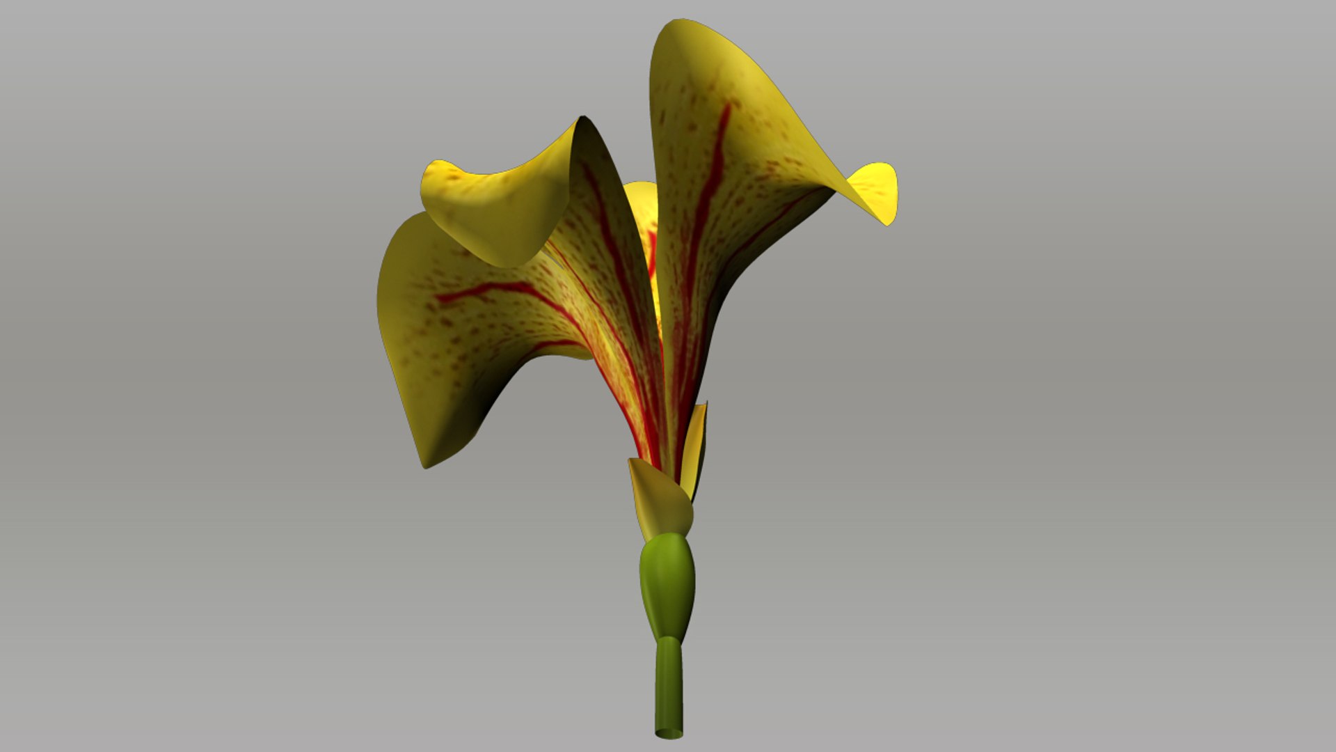 Maya Canna Indica Symmetry Flower