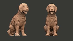 3D Labradoodle Models | TurboSquid