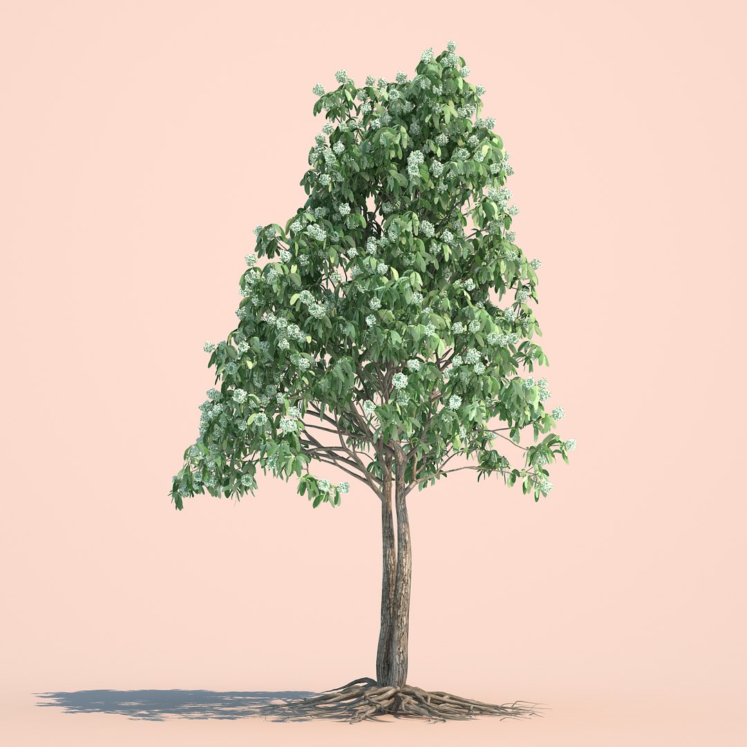 3d Model Alstonia Scholaris