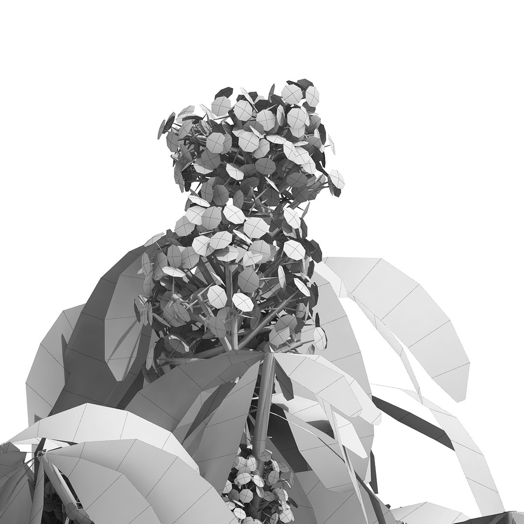 3d Model Alstonia Scholaris