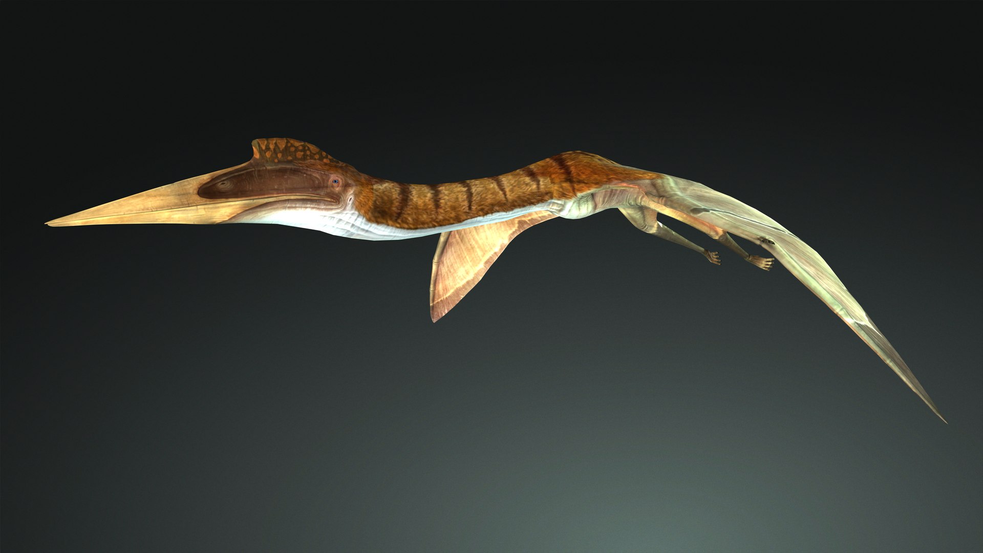 Quetzalcoatlus DINOSAUR3D模型 - TurboSquid 2064994