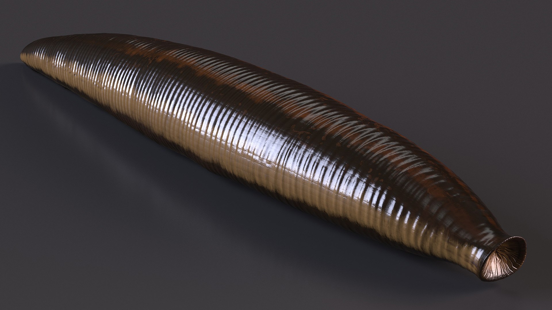 3D Hirudo Medicinalis Rigged For Maya - TurboSquid 2098353