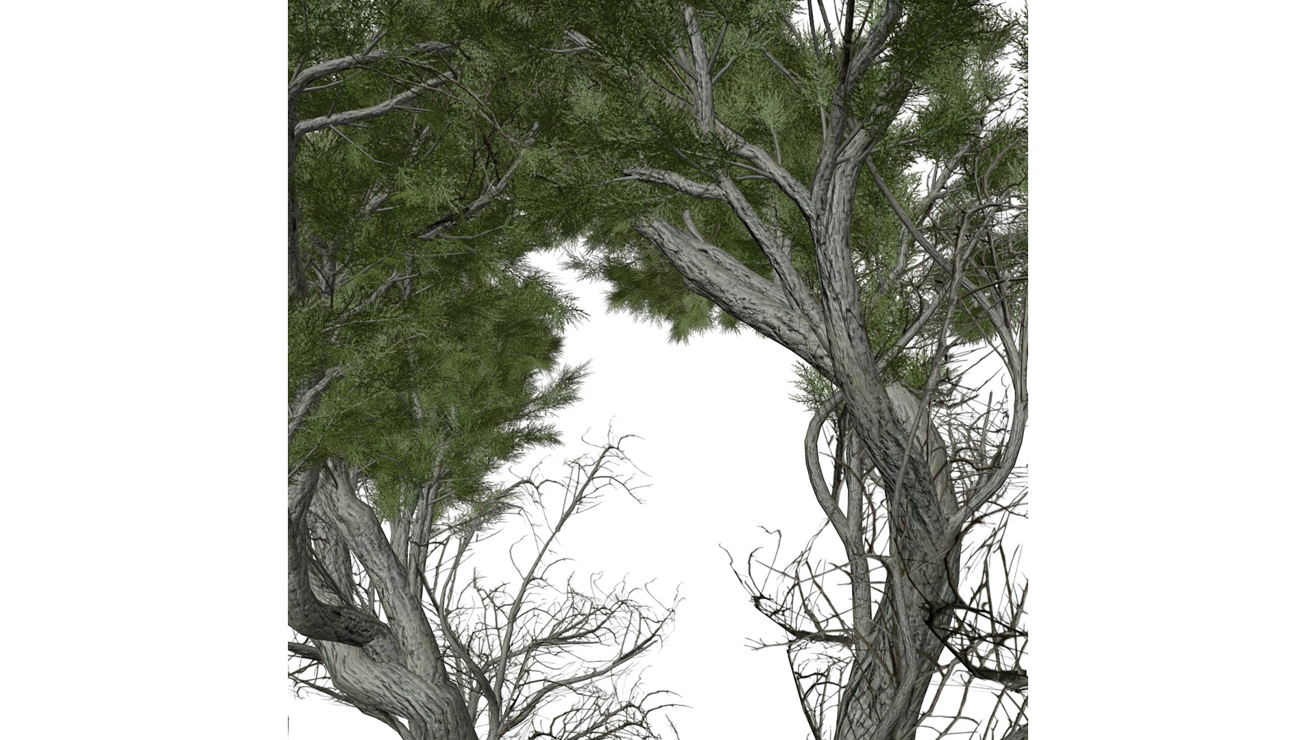 Monterey Cypress Tree - 08 - Model - TurboSquid 2373739