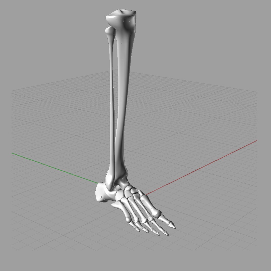 3d Model Of Igs Foot Bones Solidworks