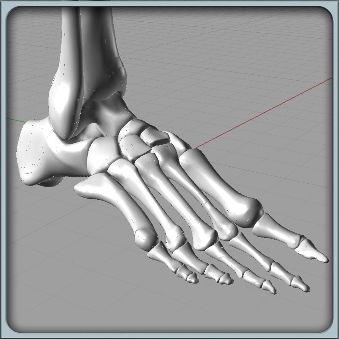 foot bones anatomy 3d