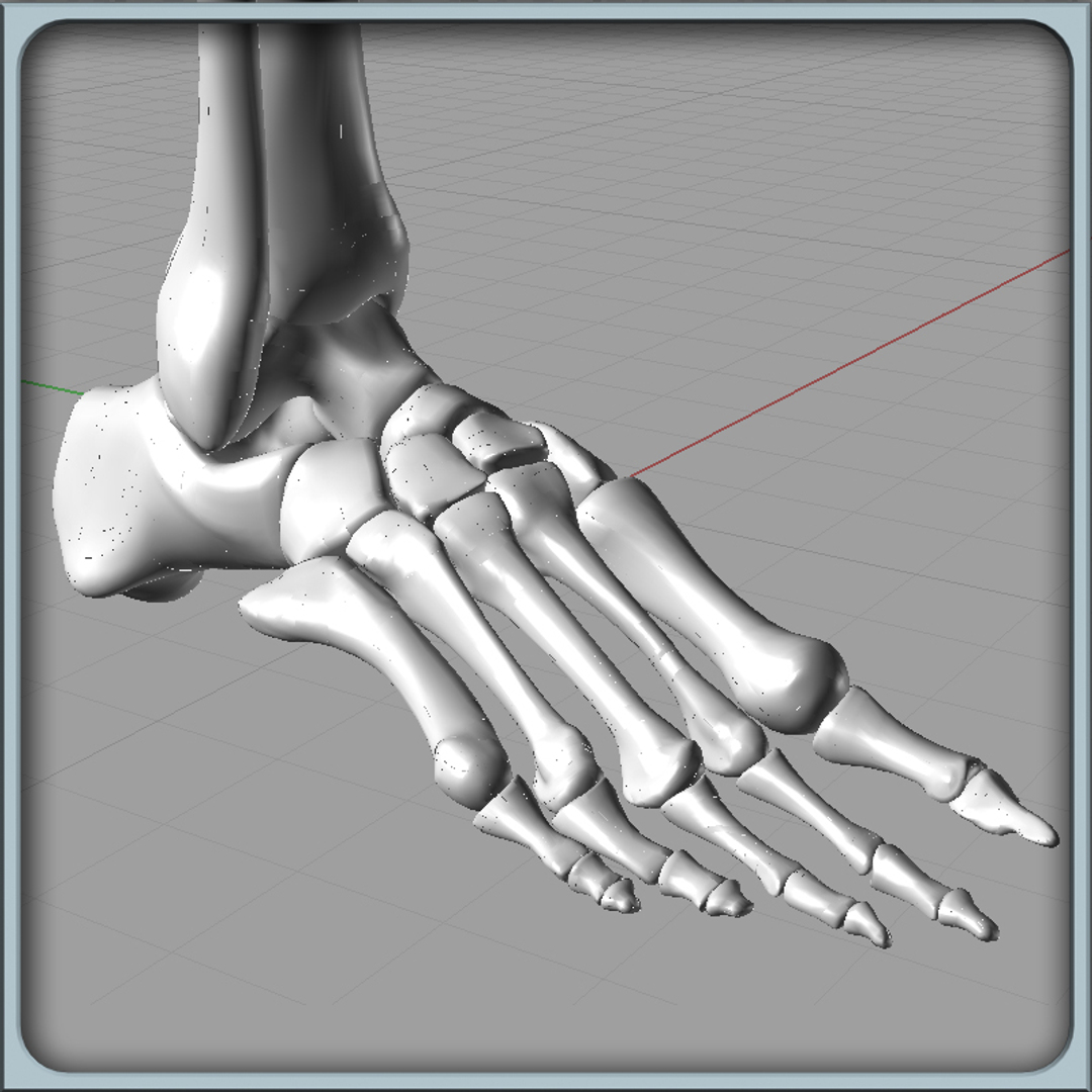 3d model of igs foot bones solidworks