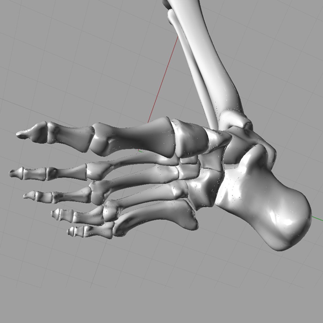 3d Model Of Igs Foot Bones Solidworks