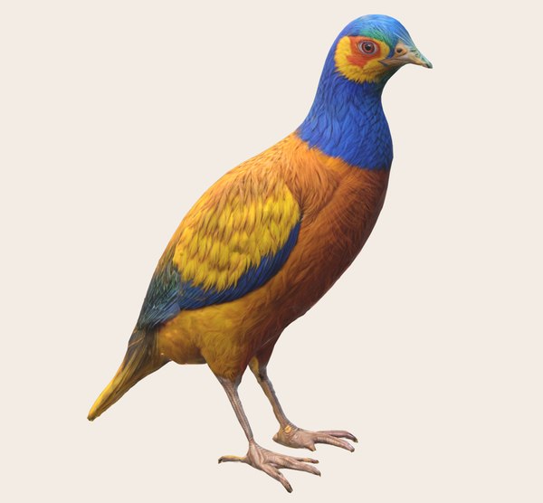 modelo 3d Pájaro faisán dorado - TurboSquid 2308920