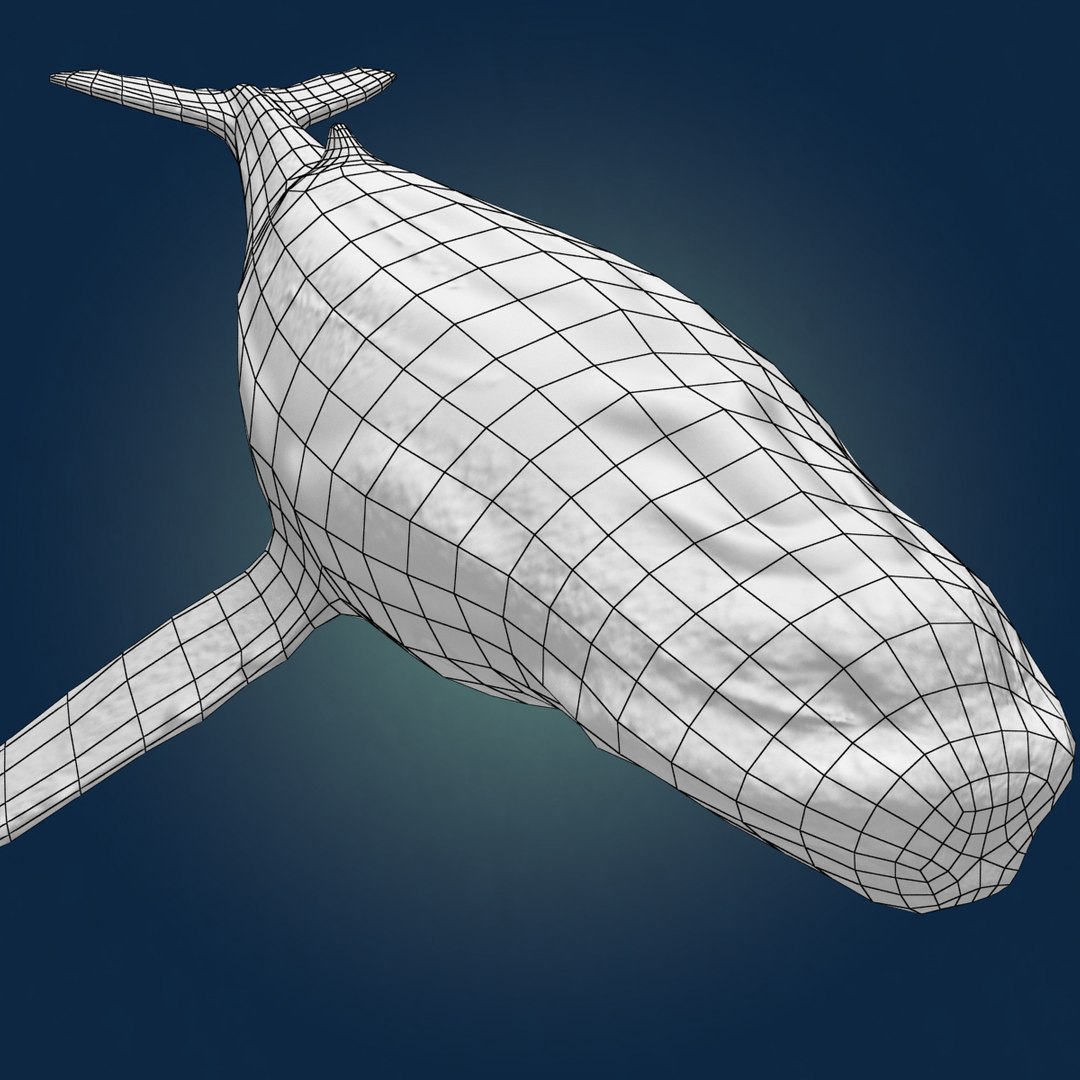 Whale Bluewhale 3d Model