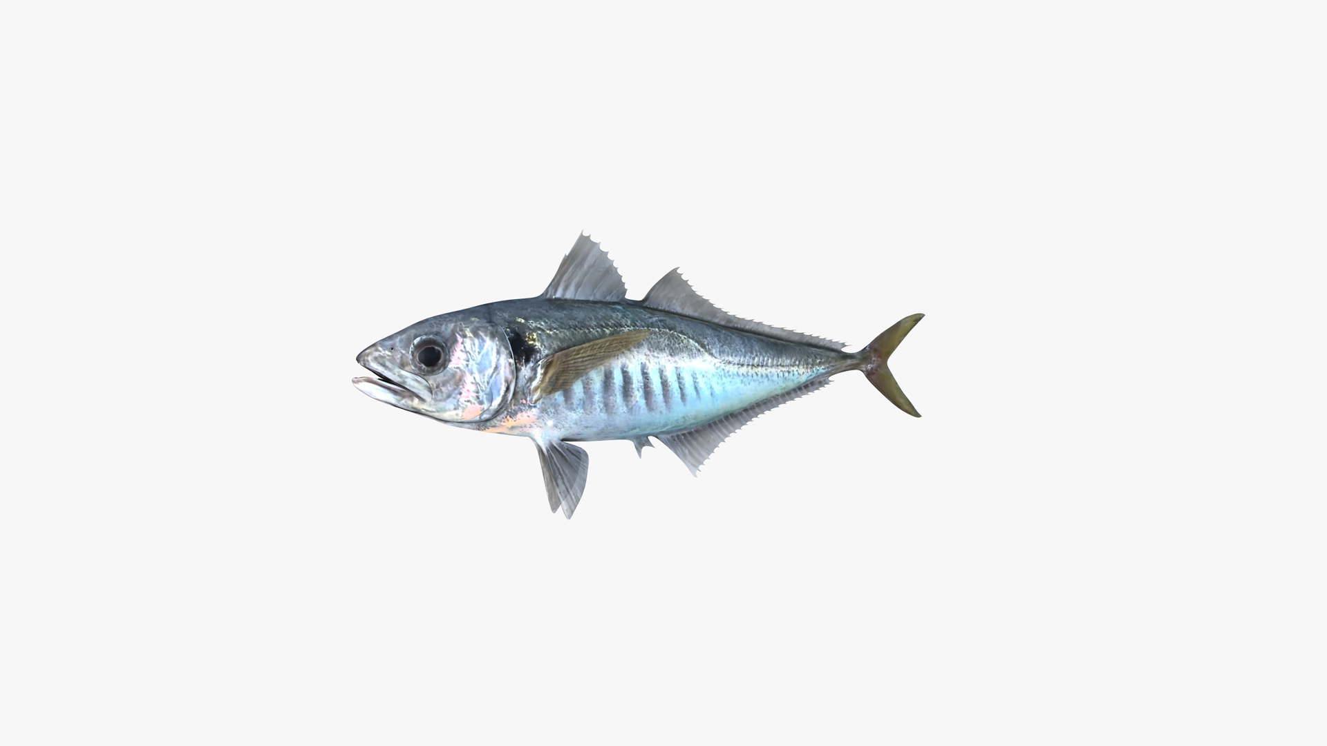 Japanese Jack Mackerel 3D - TurboSquid 2334738