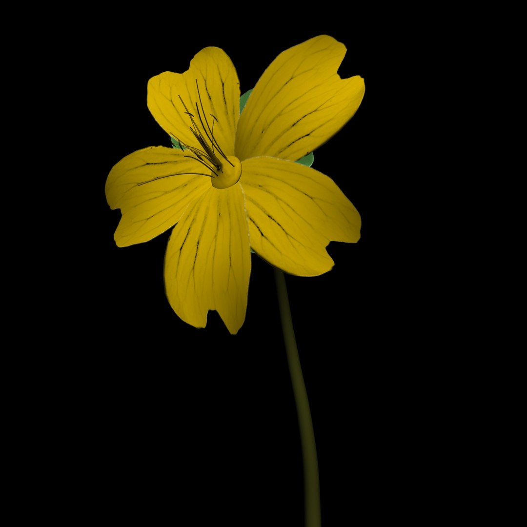 3D Flowers Open Animation Model - TurboSquid 1589263